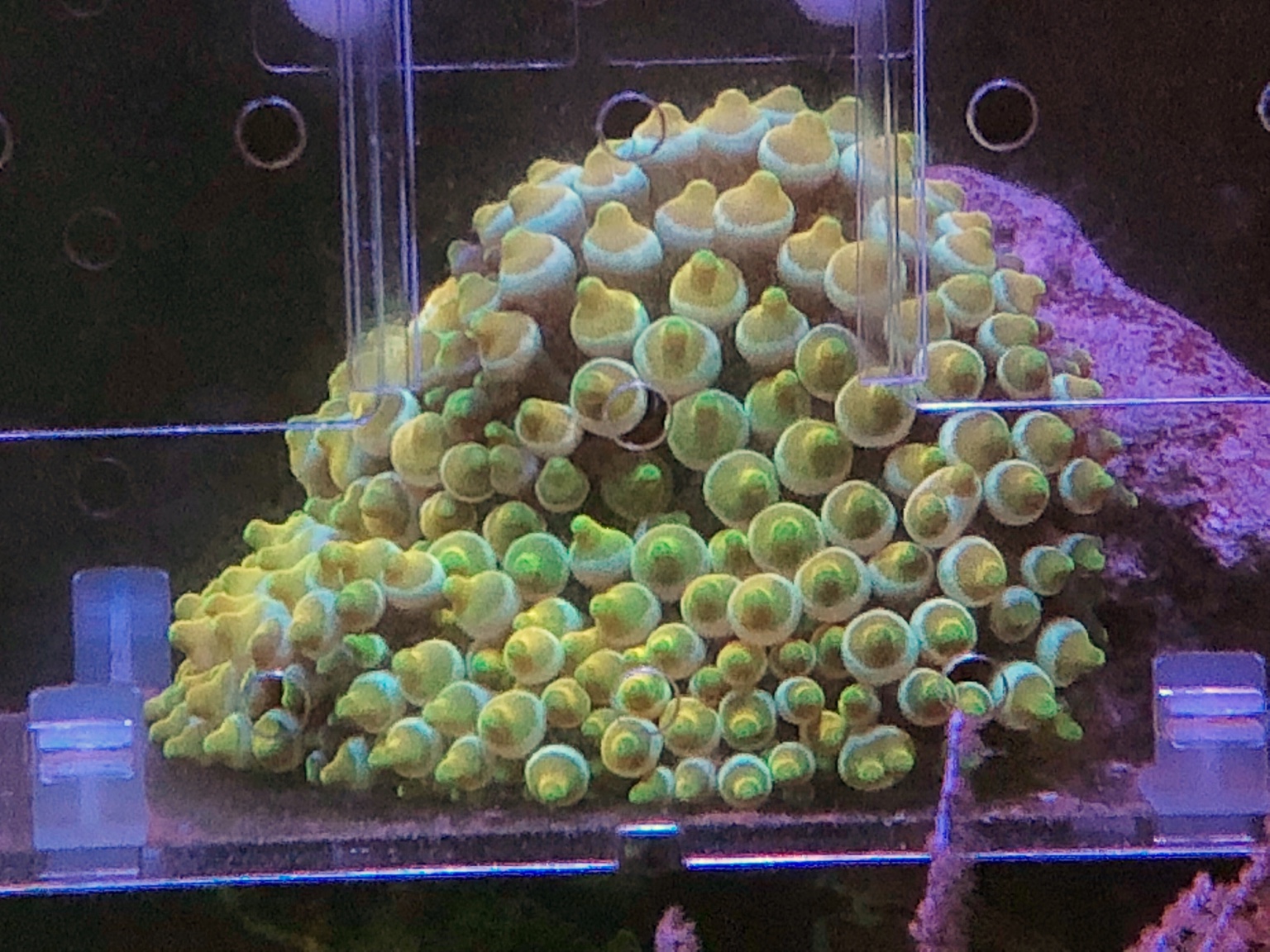 Large Build - Daveyy 250G / 1000L - My Bigger Piece of Ocean | Reef2Reef