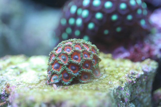 My zoa dominated tank | Reef2Reef