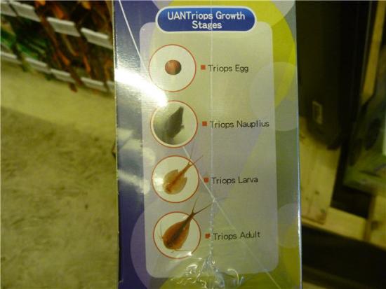 Triops Life Cycle