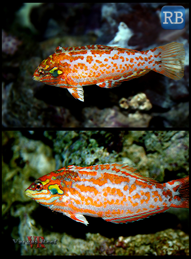 Choati Leopard Wrasse - Weekly Fish highlight - Singapore Reef Club ...