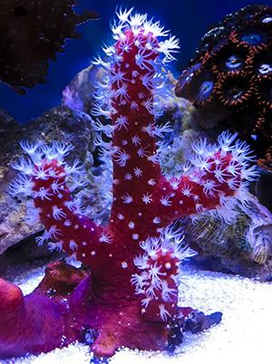 Red Tree Sponge Care