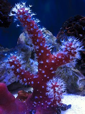 Red Tree Sponge Care