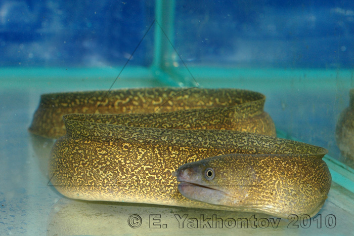 Freshwater Snowflake Eel