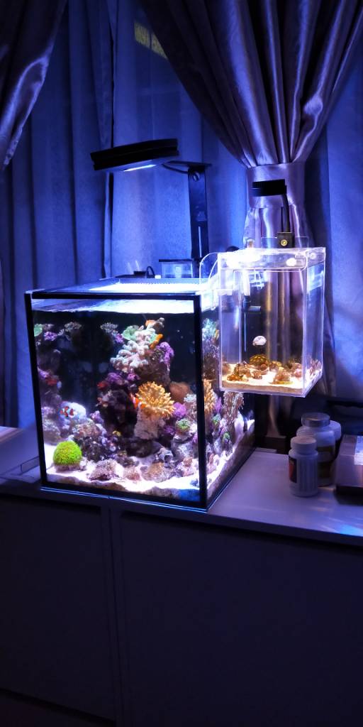Saltwater Aquarium Nano