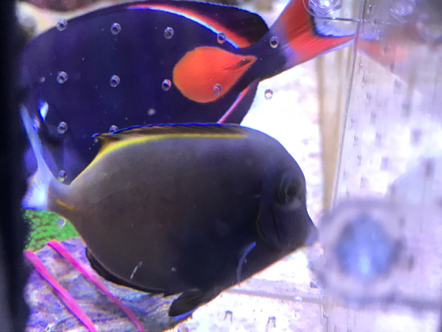 Powder Black Tang