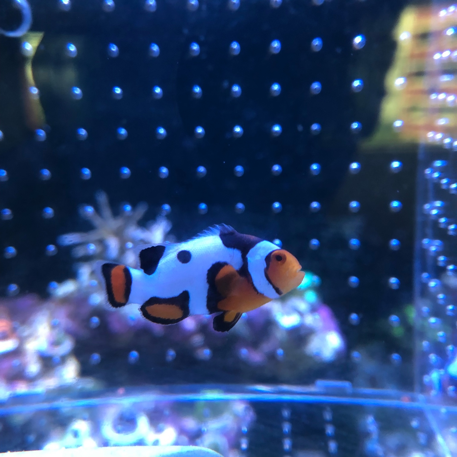 Picasso Clownfish Grade A