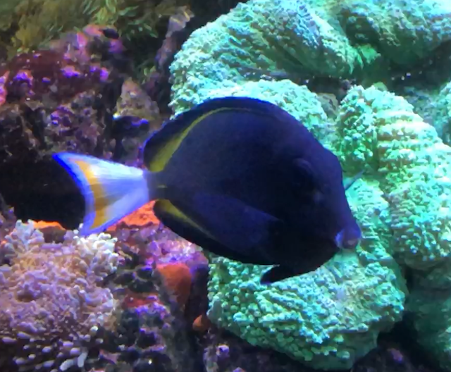 Powder Black Tang Black Longnose Tang (Longnose Sailfin Tang Or