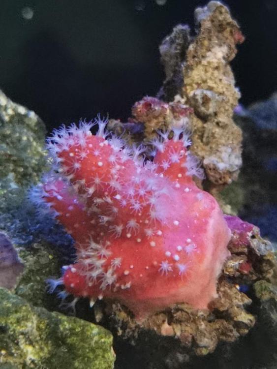 Clubbed Finger Coral