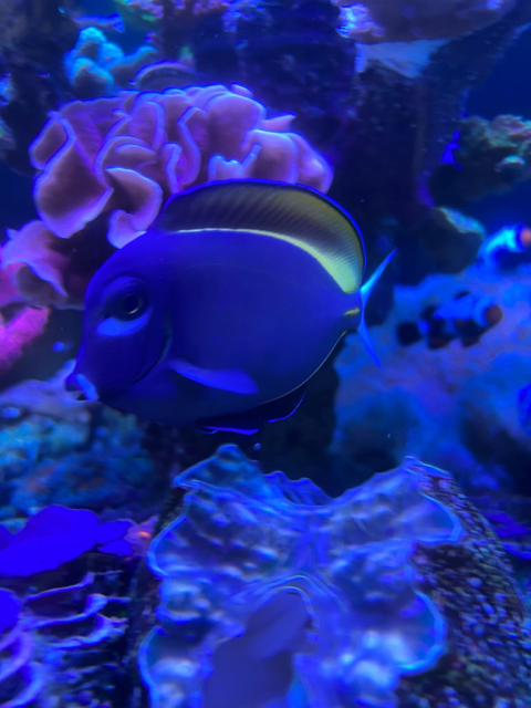 Powder Black Tang
