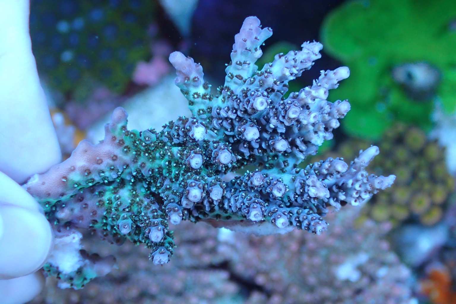 Tabling Acropora Aquarium