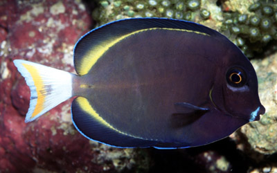 Powder Black Tang