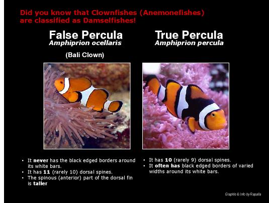 Ocellaris Vs Percula Clownfish