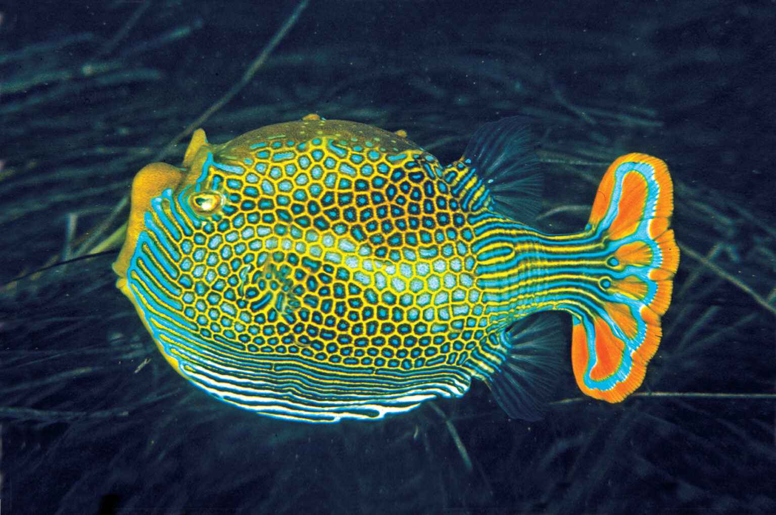 Australia Aracana Ornate Box fish - Singapore Reef Club - Marine Reef ...