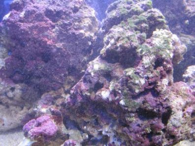 How to encourage coralline algae growth in my tank ? - Singapore Reef ...