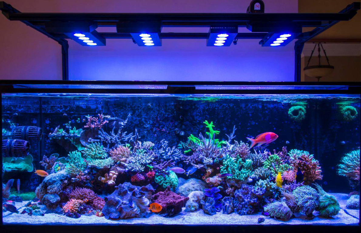 Starting your first marine tank. Overview to plan your equipment and ...