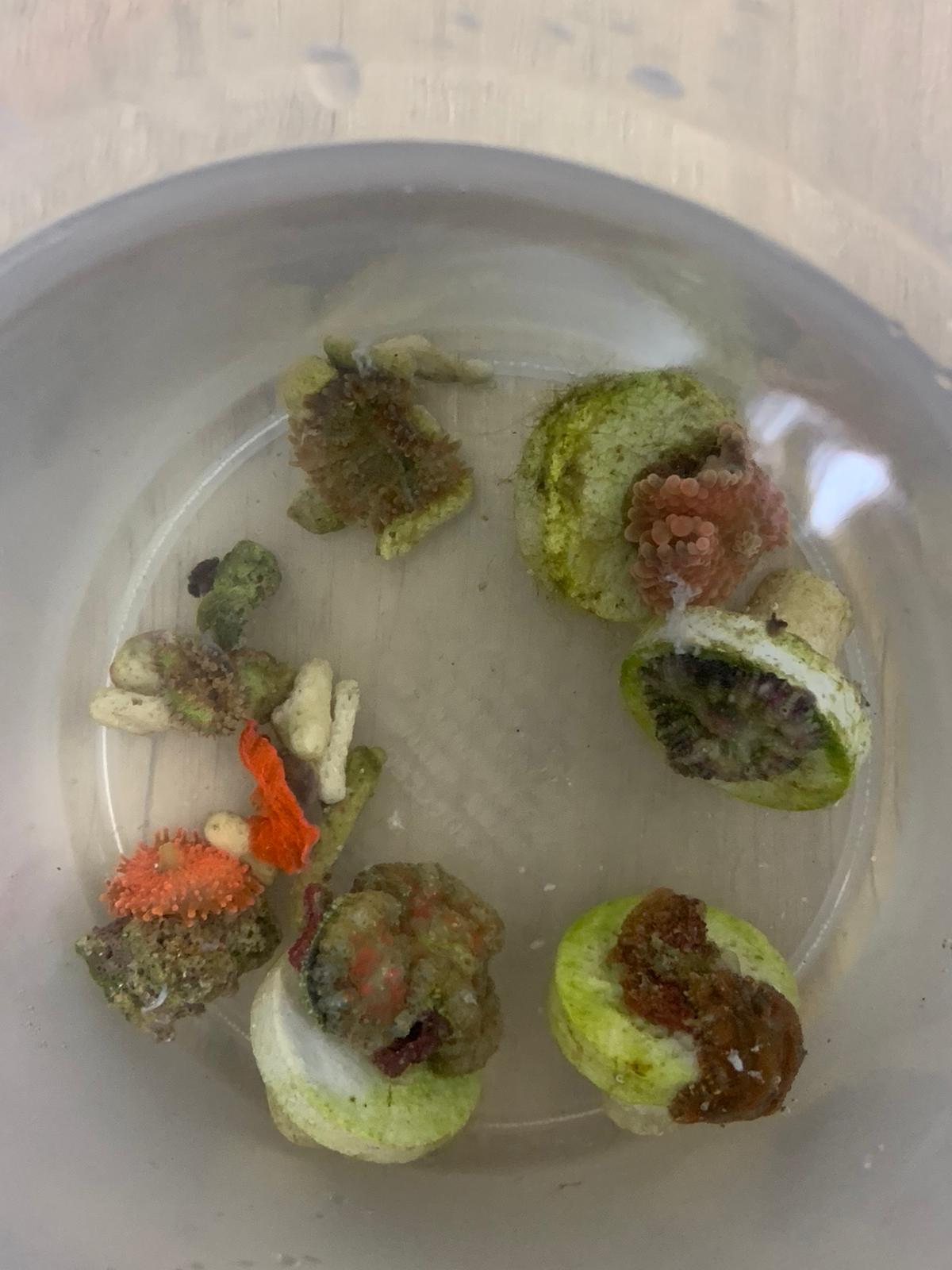 Why should we Dip corals? and how to perform it - Singapore Reef Club ...