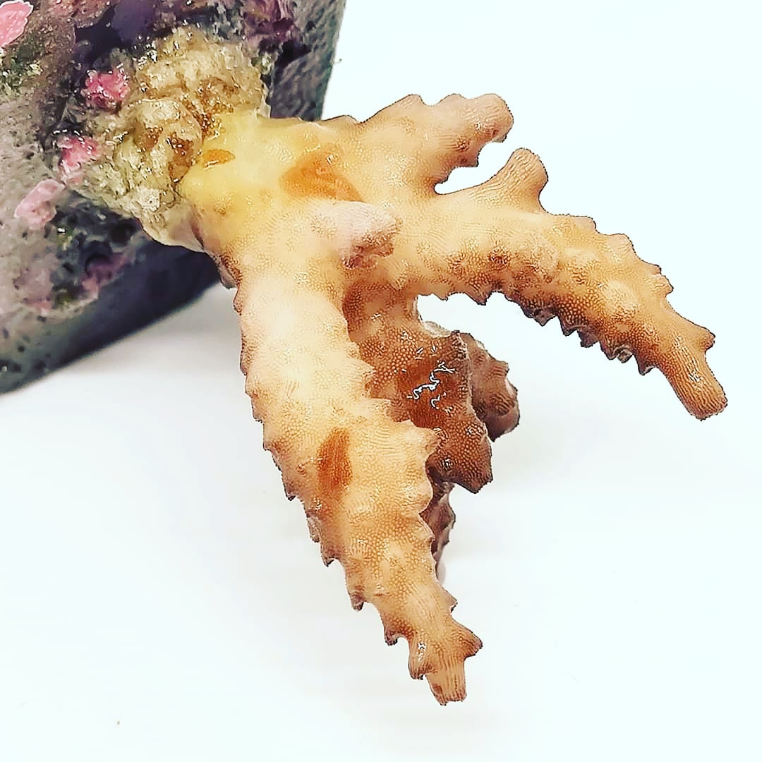 Why should we Dip corals? and how to perform it - Singapore Reef Club ...