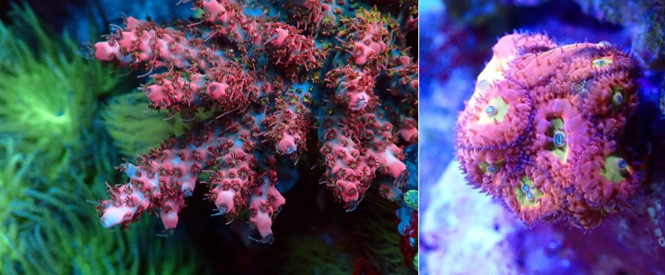 Starting your first marine tank. Overview to plan your equipment and ...