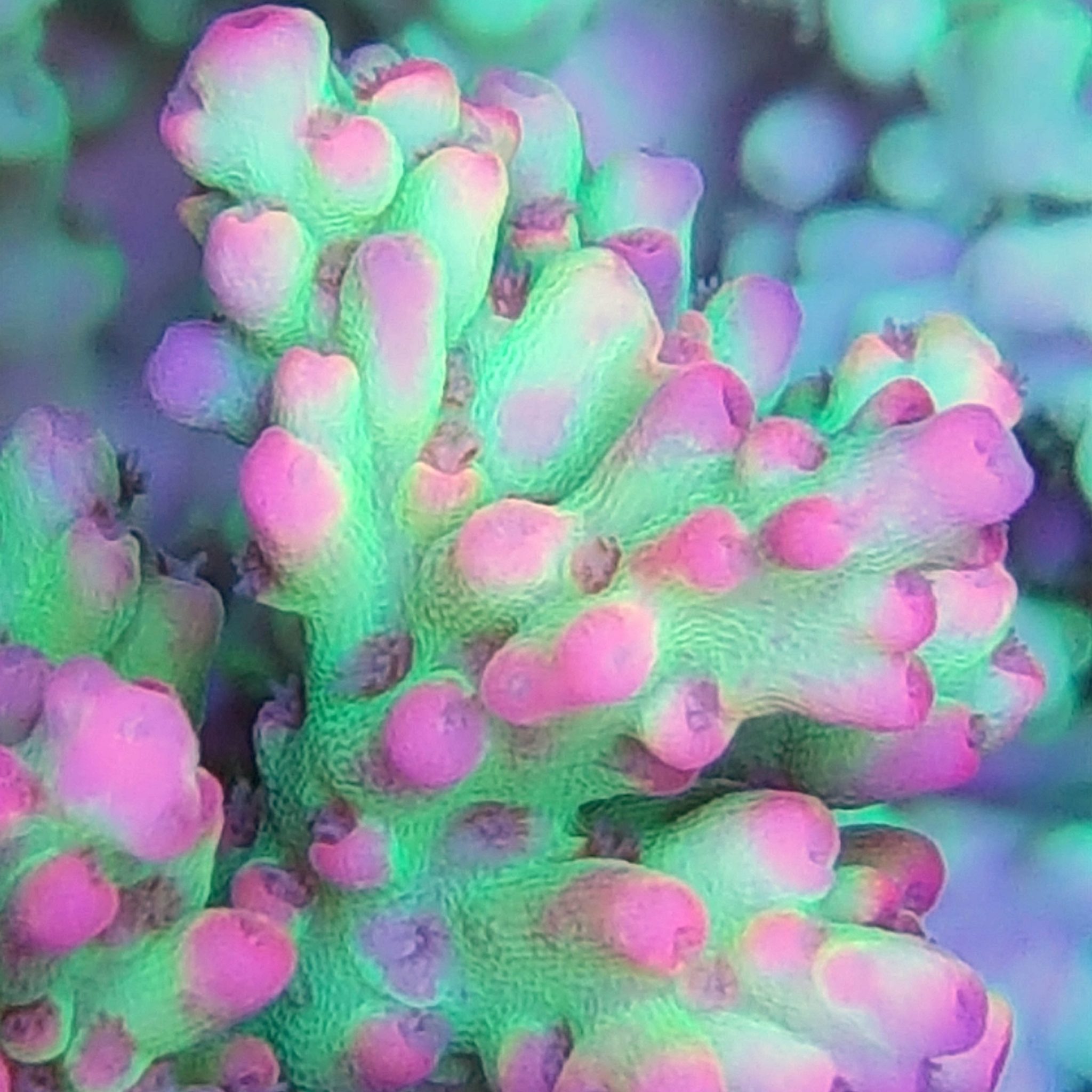 Why should we Dip corals? and how to perform it - Singapore Reef Club ...