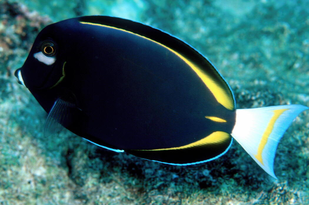 White Cheek Tang