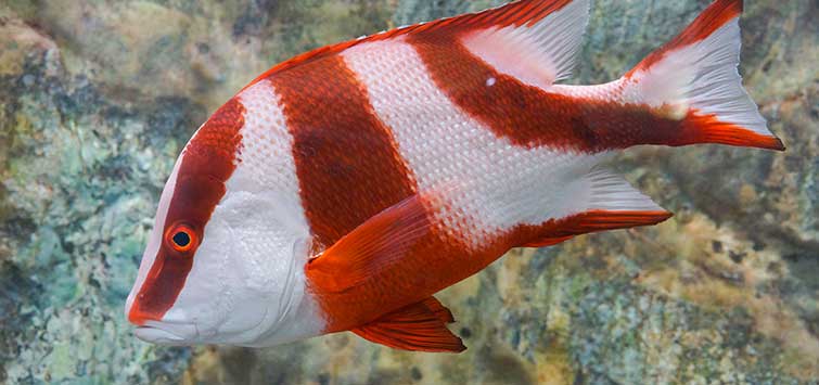 Emperor Red Snapper - Singapore Reef Club - Marine Reef saltwater ...