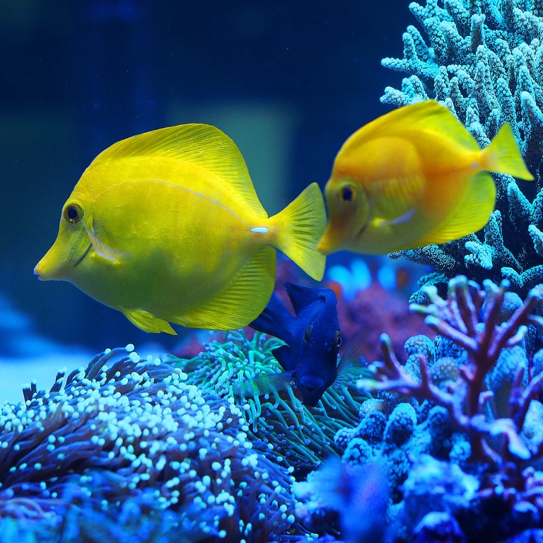 Starting your first marine tank. Overview to plan your equipment and ...