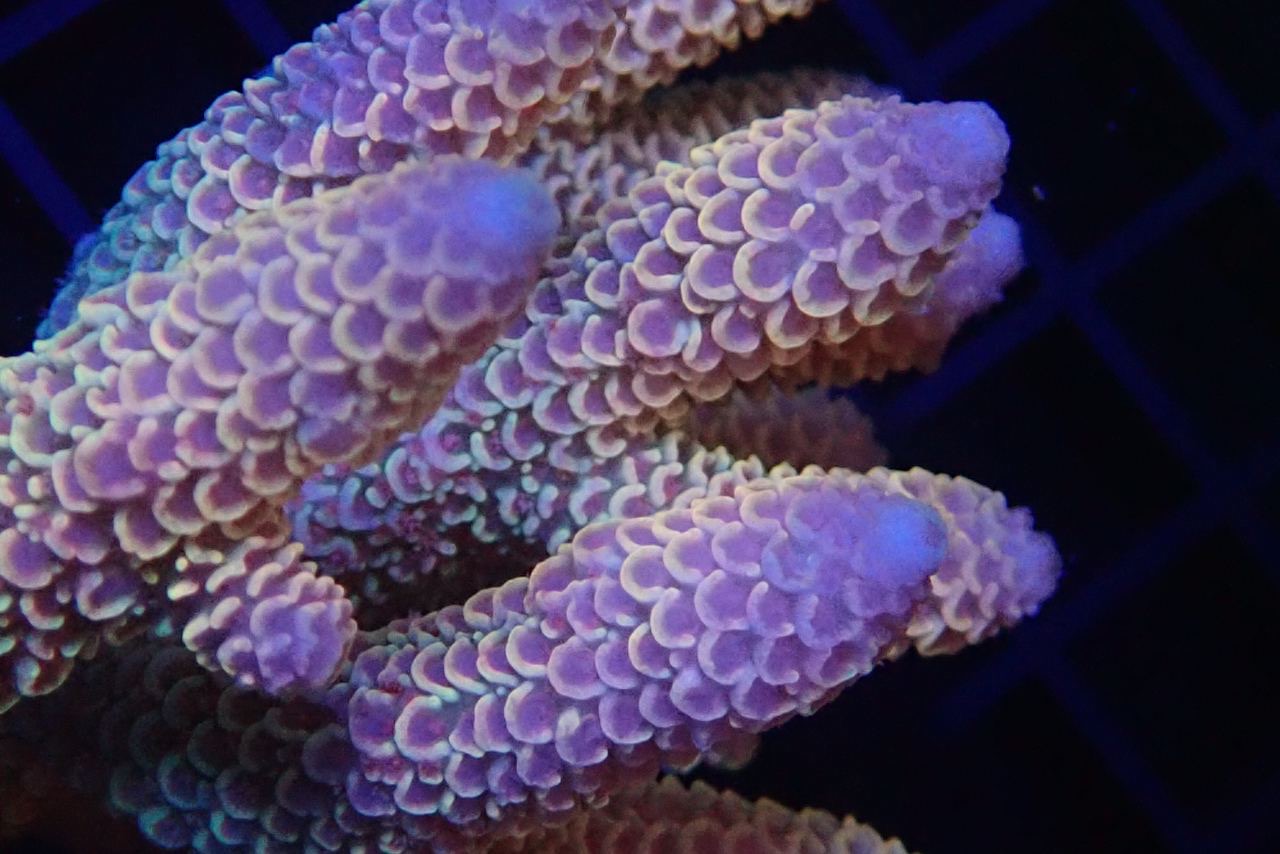 Behind the scene of coral importation EP:1 (How do we get our corals ...