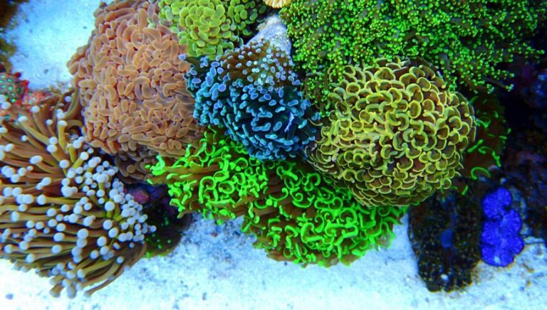 Hammer Coral Highlight! - Singapore Reef Club - Marine Reef saltwater ...