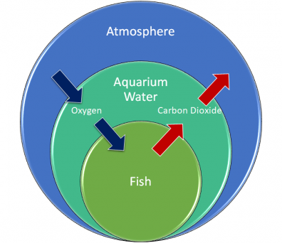 Bioload of an Aquarium: How much is too much? - Singapore Reef Club