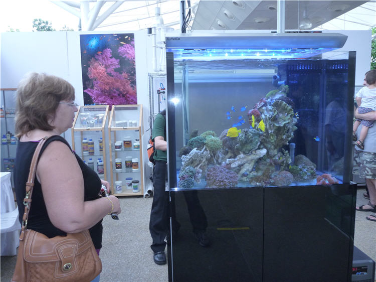 Water clarity in a reef tank - Singapore Reef Club - Marine Reef ...